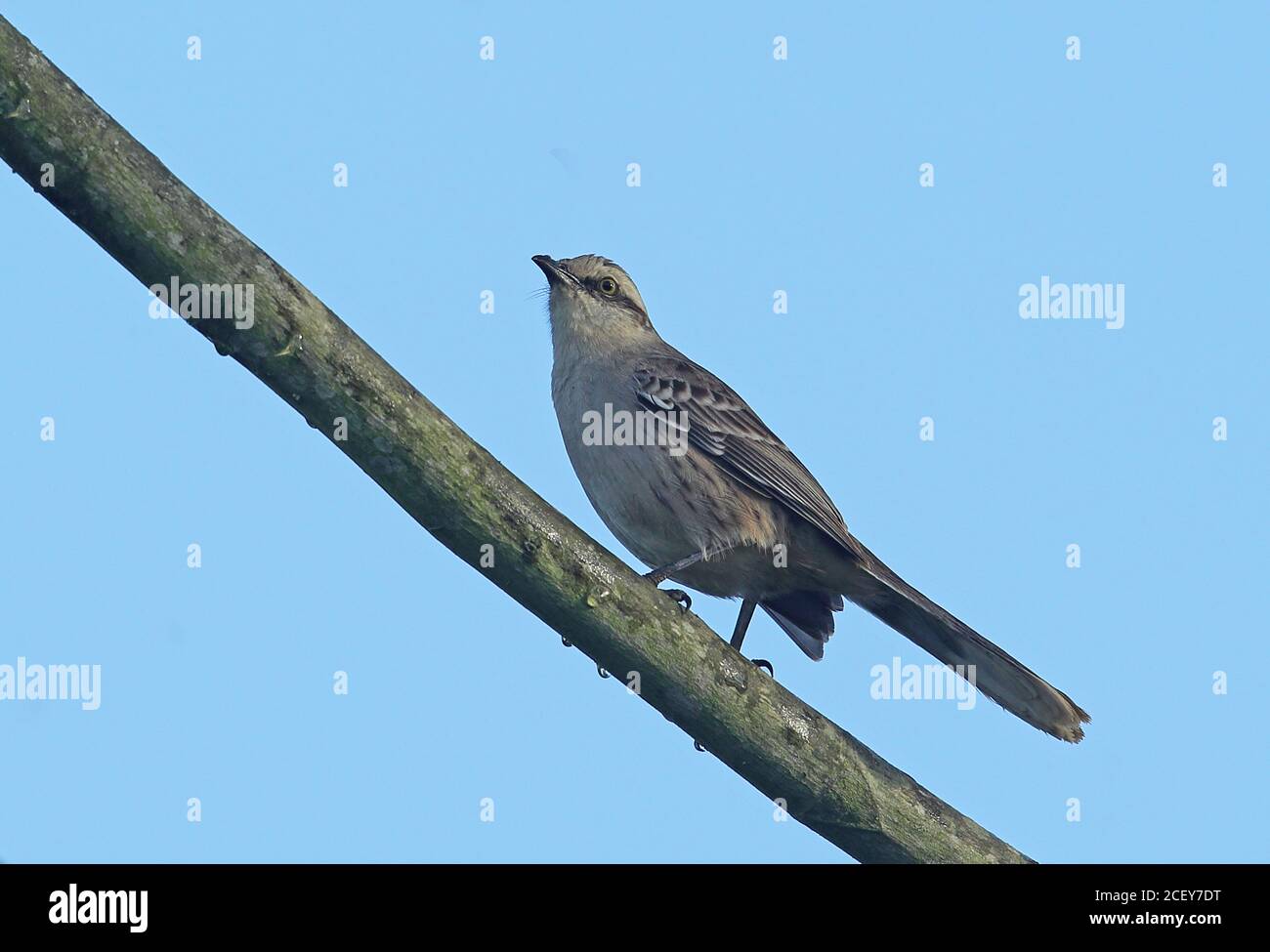Chalk-browed Mockingbird (Mimus saturninus frater) adult perched on ...