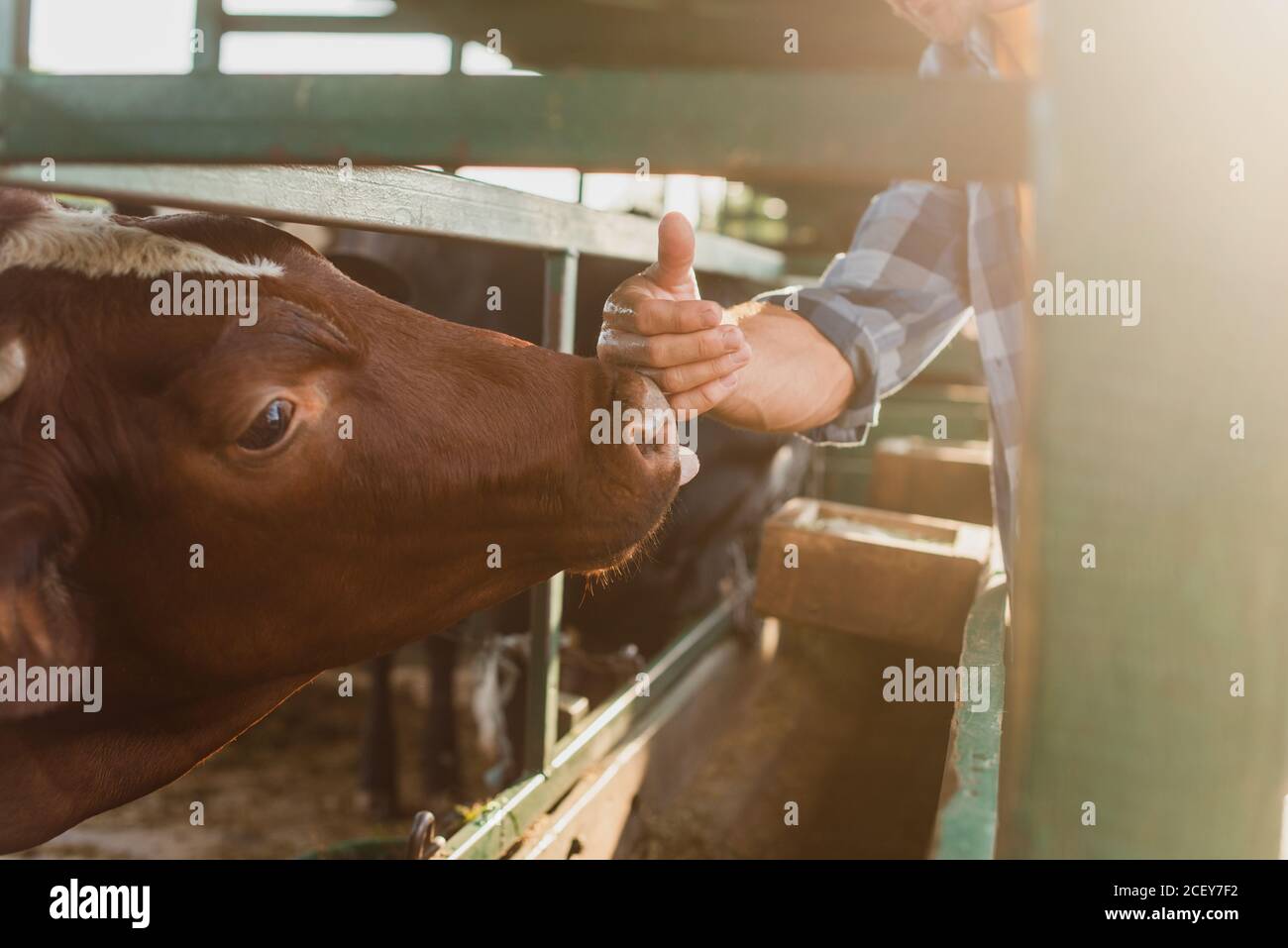 Farmer touching cow hi-res stock photography and images - Alamy