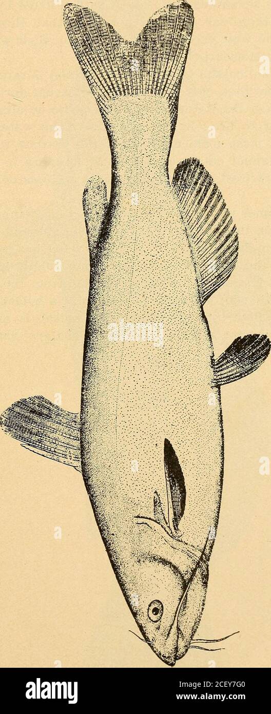 O punctatus hi-res stock photography and images - Alamy
