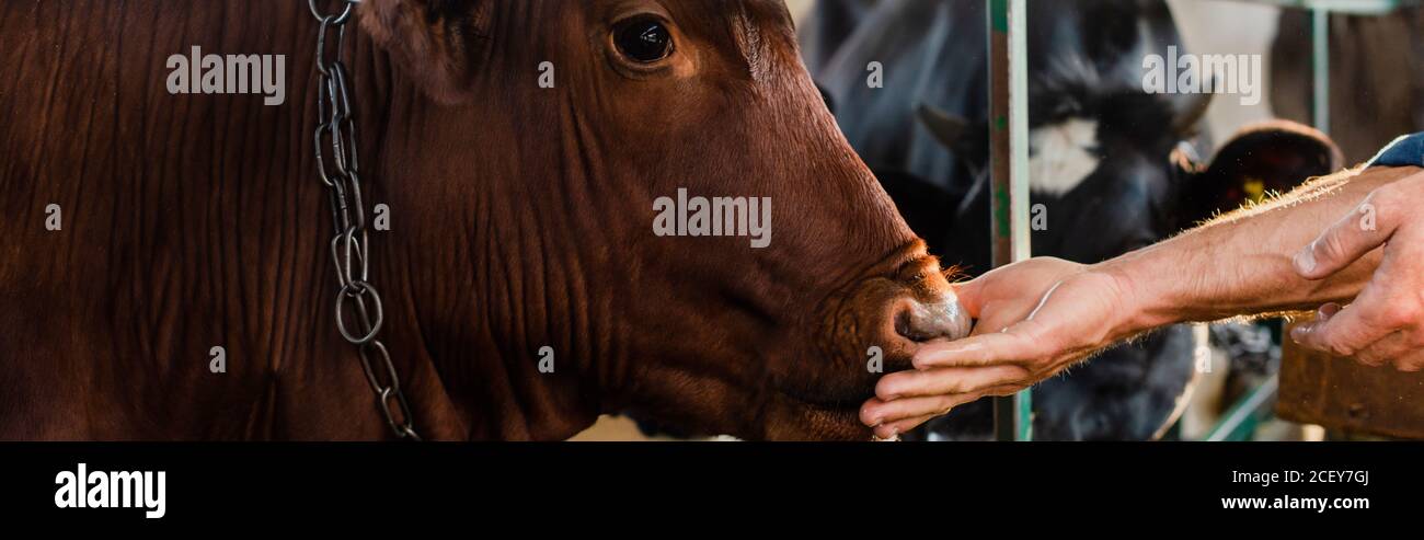 partial view of rancher touching cow on dairy farm, panoramic shot ...