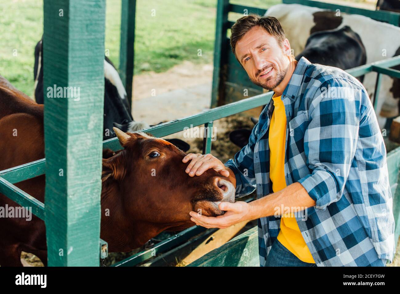 Farmer touching cow hi-res stock photography and images - Alamy
