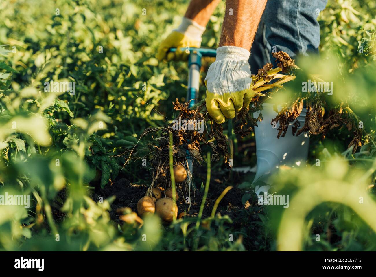cropped view of farmer in work gloves digging out potato plants with ...