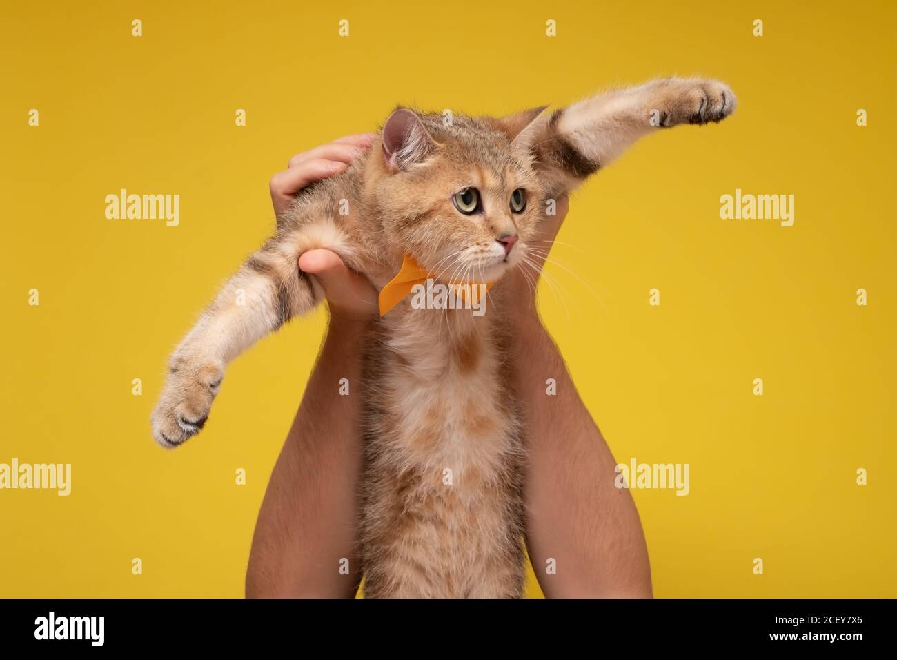 Man holding beautiful british cat in yellow bowtie Stock Photo - Alamy