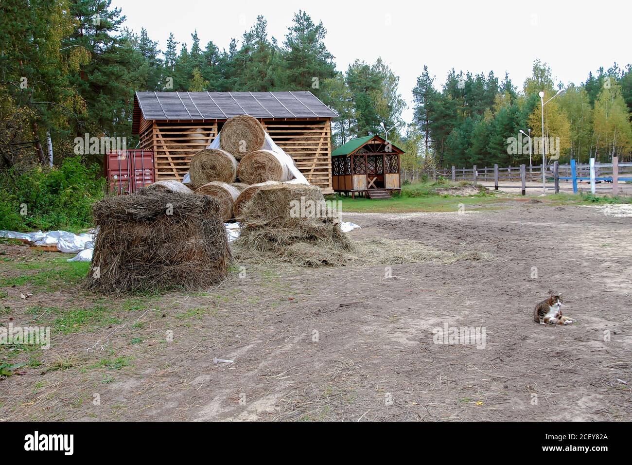 autumn hay making on the farm. Harvesting, rural, farming concept Stock ...