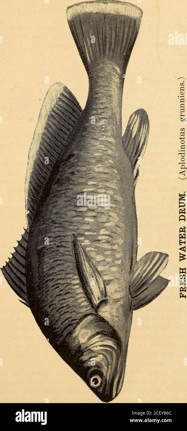 Bluefin bay hi-res stock photography and images - Alamy