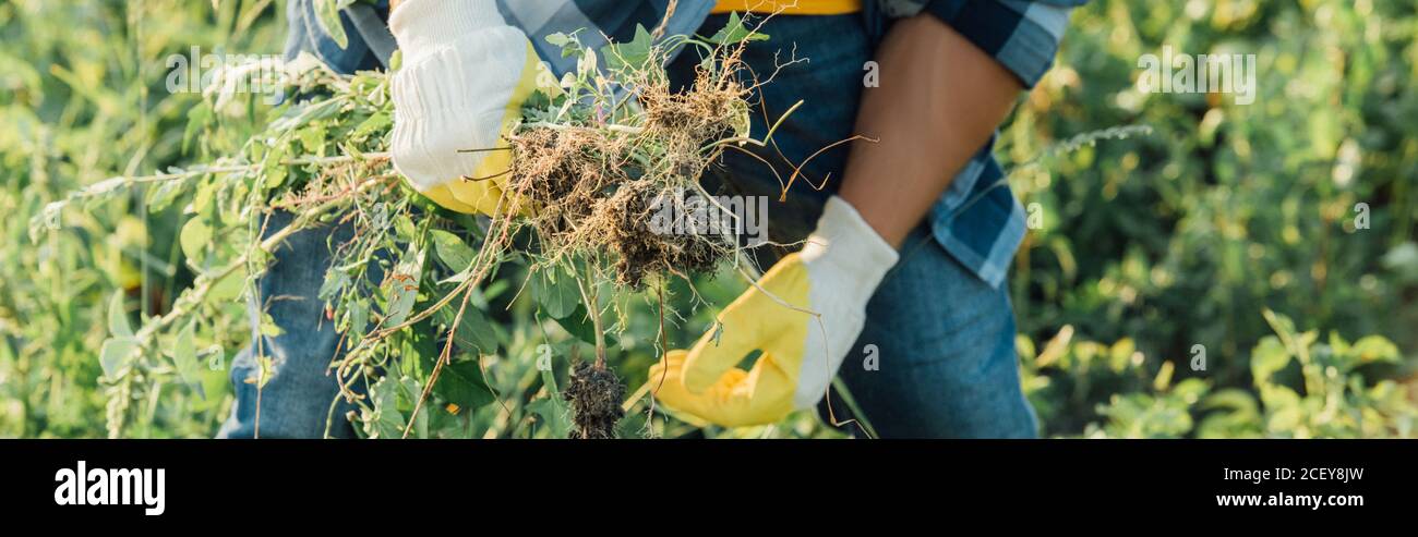 Farmer weeding hi-res stock photography and images - Alamy