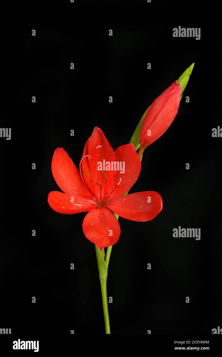 River lily, Hesperantha coccinea, flower isolated against black Stock ...