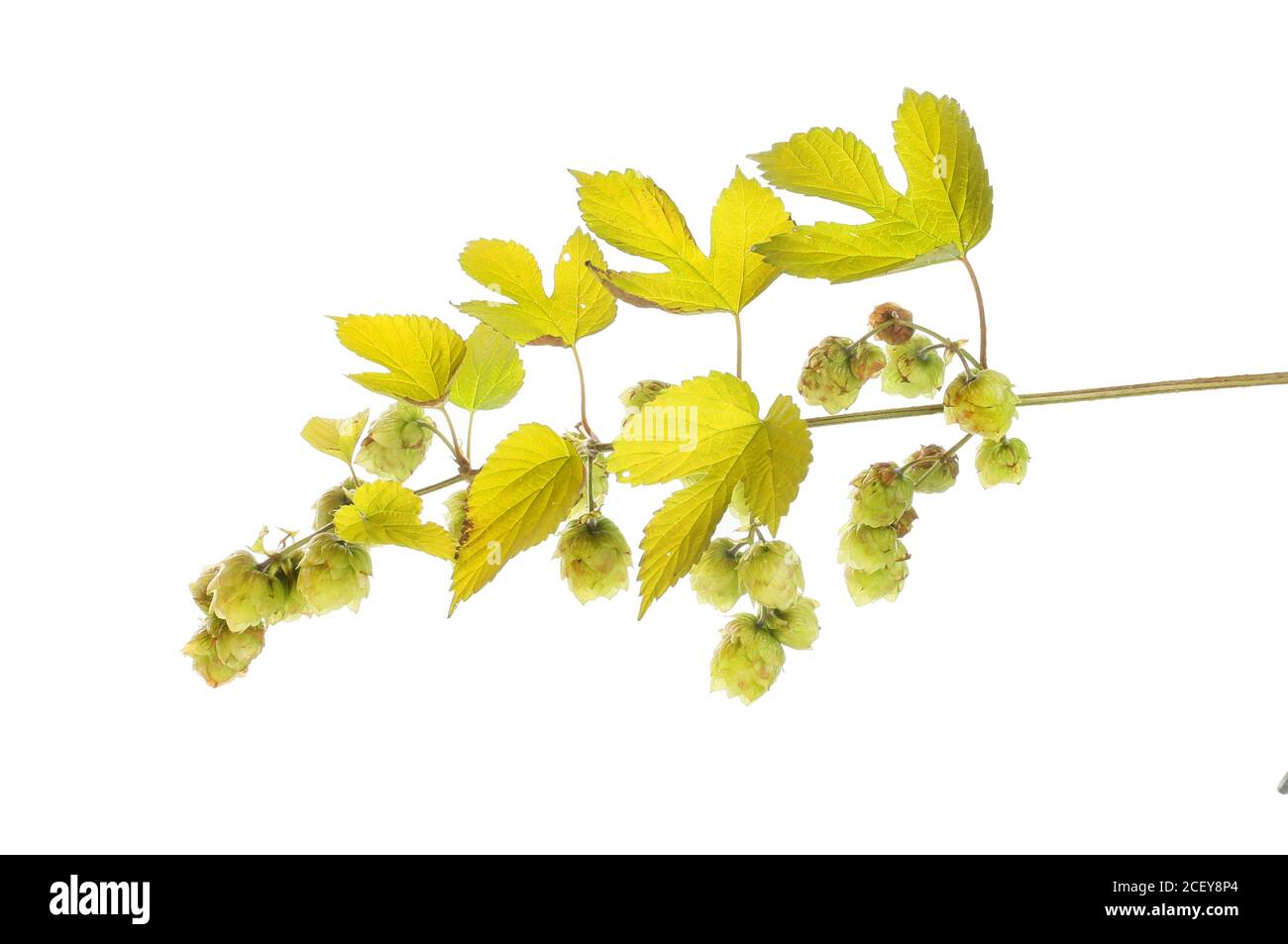 Golden hop flowers and foliage isolated against white Stock Photo - Alamy
