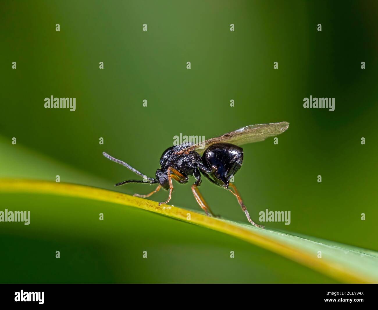 A black wasp like fly appearing to bow down on a leaf. Found in the ...
