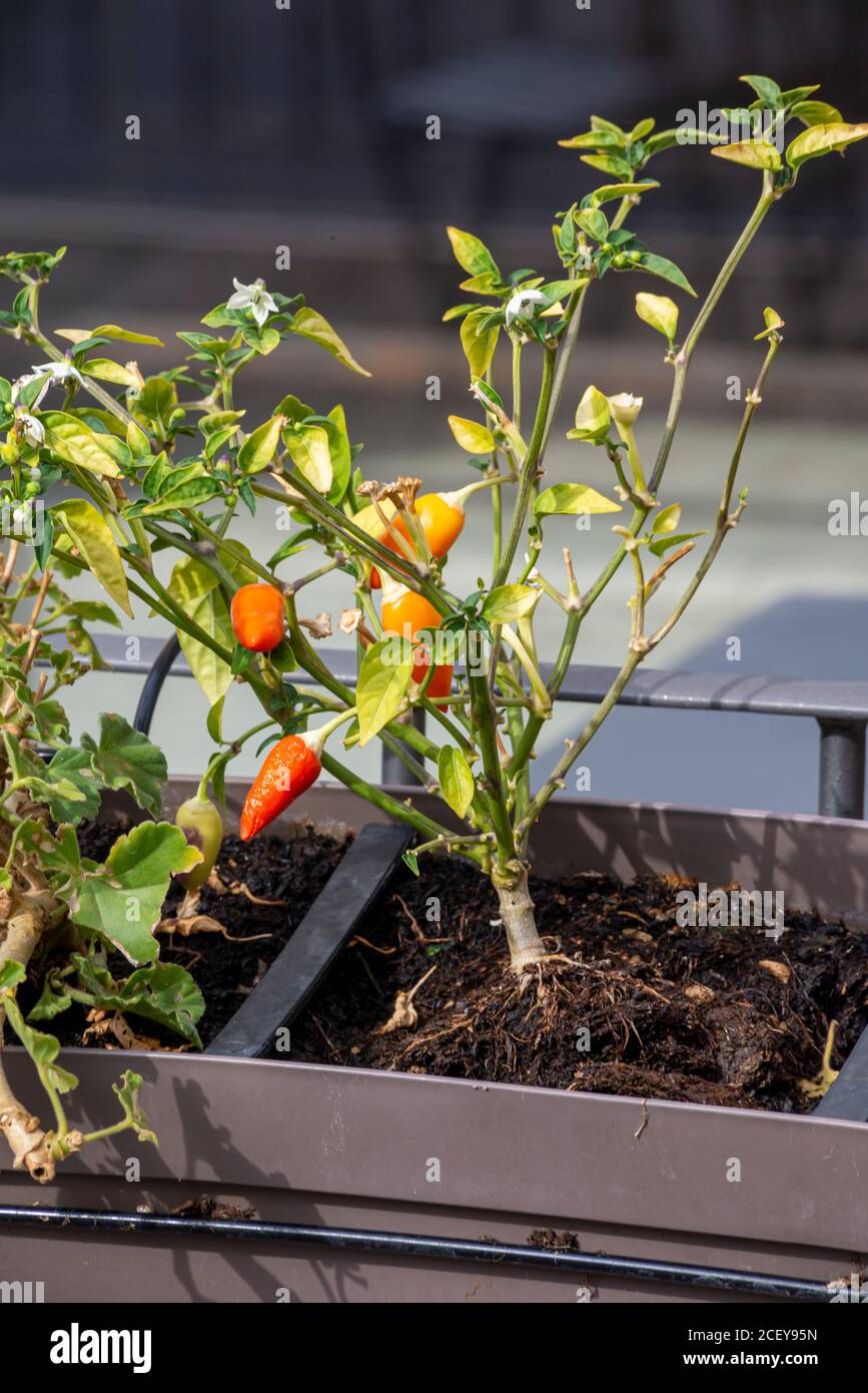 chilli seedling planted on a pot outside a restaurant Stock Photo - Alamy