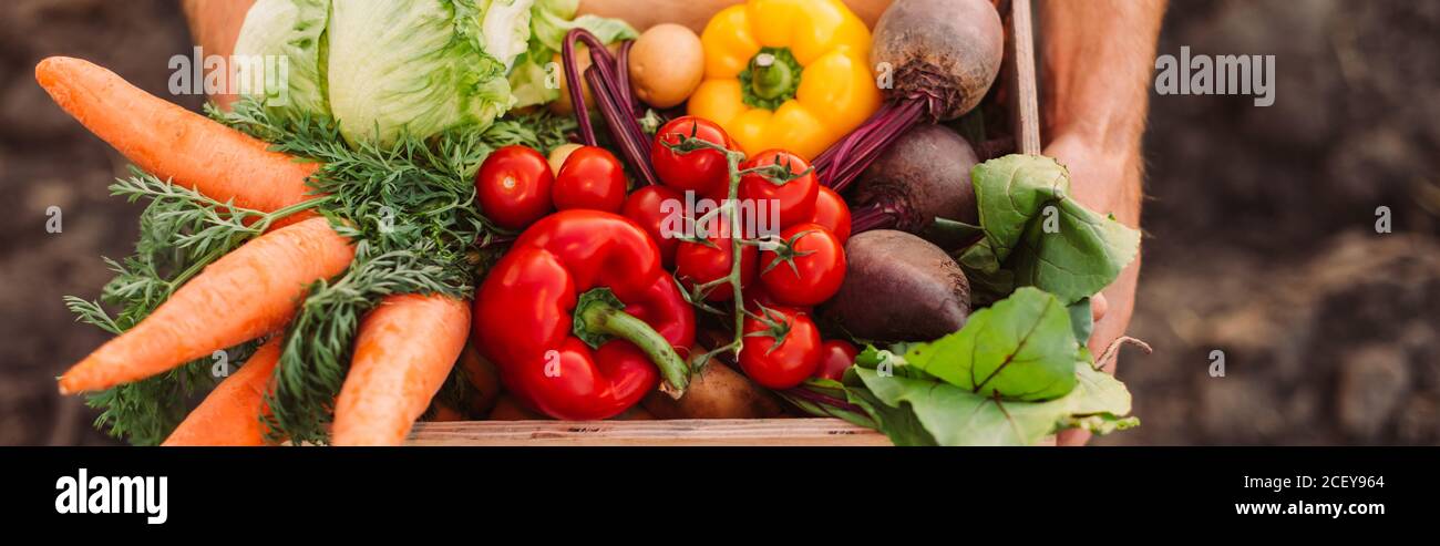 cropped view of farmer holding box full of ripe, fresh vegetables ...