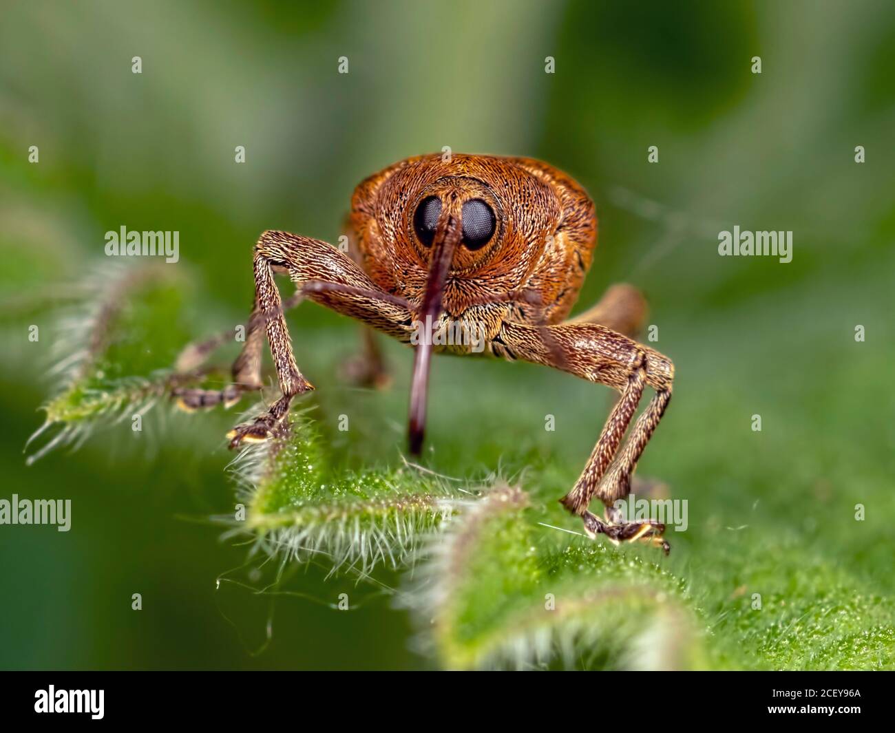 Acorn Weevil (Curculio glandium). Found at Blashford Lakes nature ...