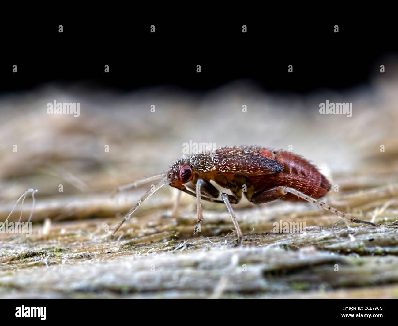 White legs hi-res stock photography and images - Alamy