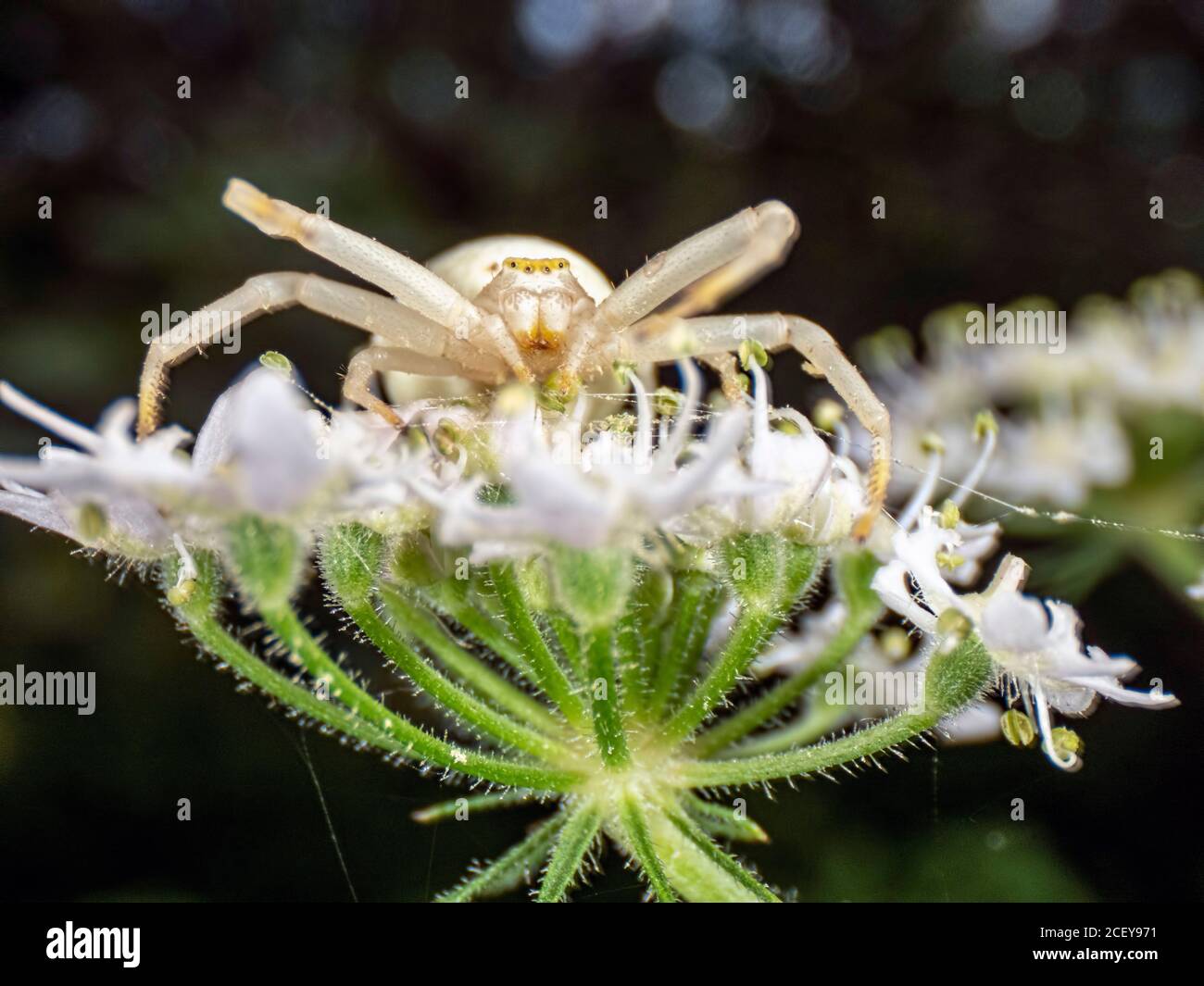 This unusual persertive photo of a Crab Spider was taken using the ...