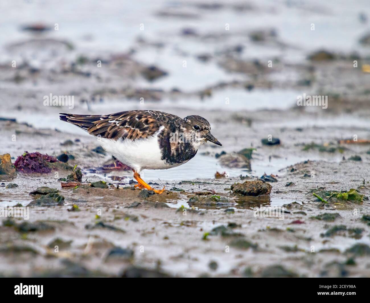 With a turnstone hi-res stock photography and images - Alamy