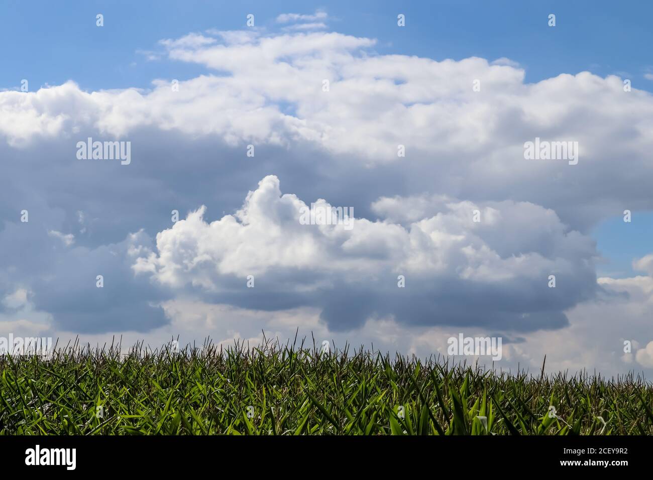Beautiful clouds in a blue sky over a northern european landscape Stock ...