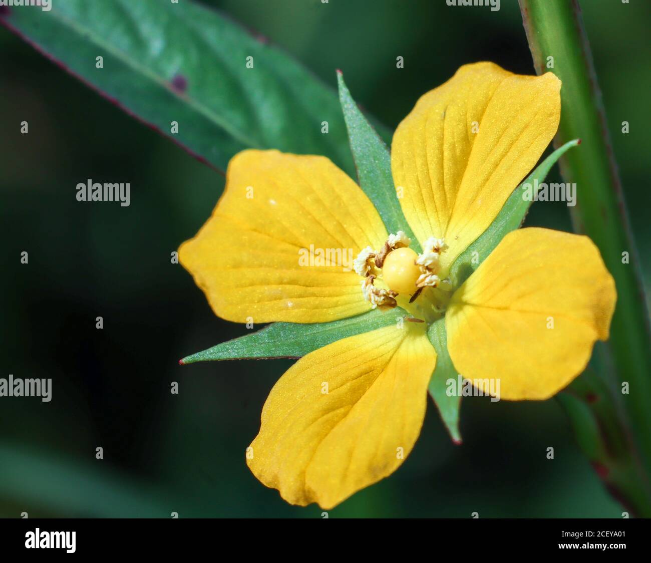 Ludwigia primrose hi-res stock photography and images - Alamy