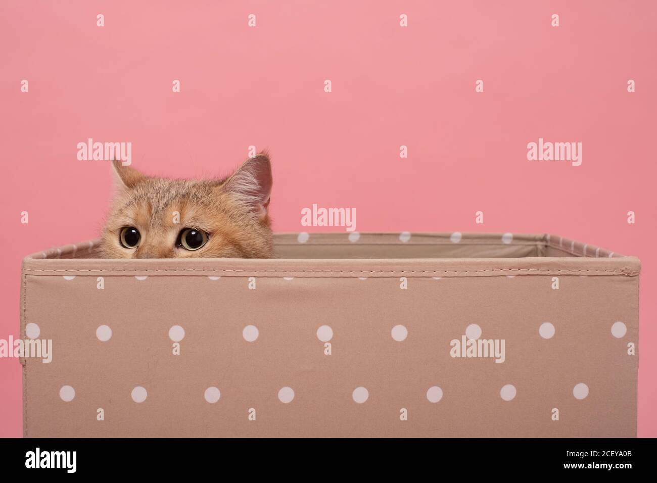 Animal hide paper hi-res stock photography and images - Alamy