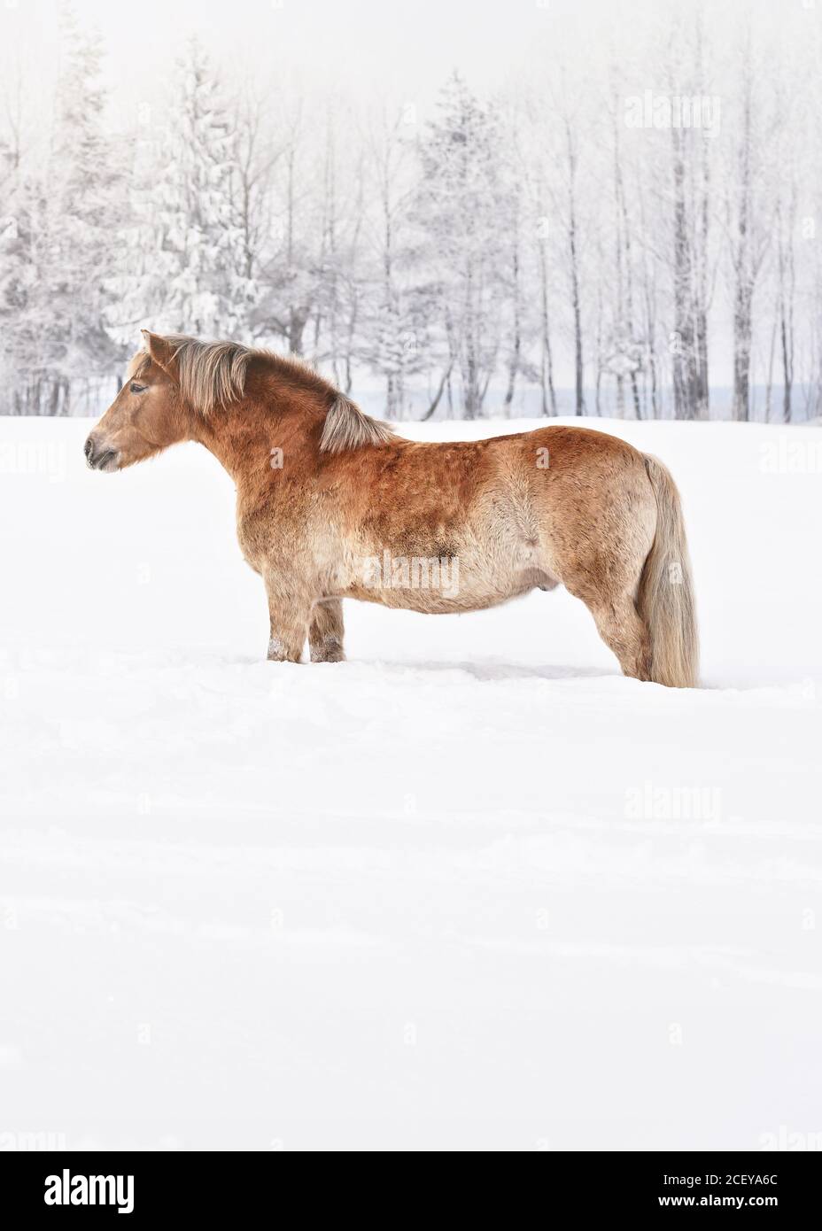 Light brown haflinger horse standing on snow covered field in winter ...