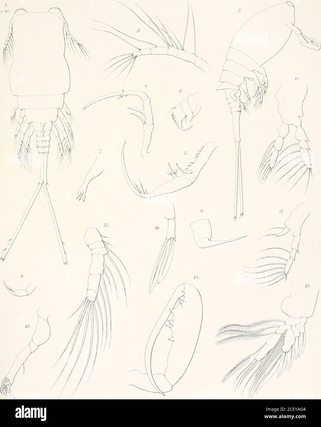 Copilia hi-res stock photography and images - Alamy