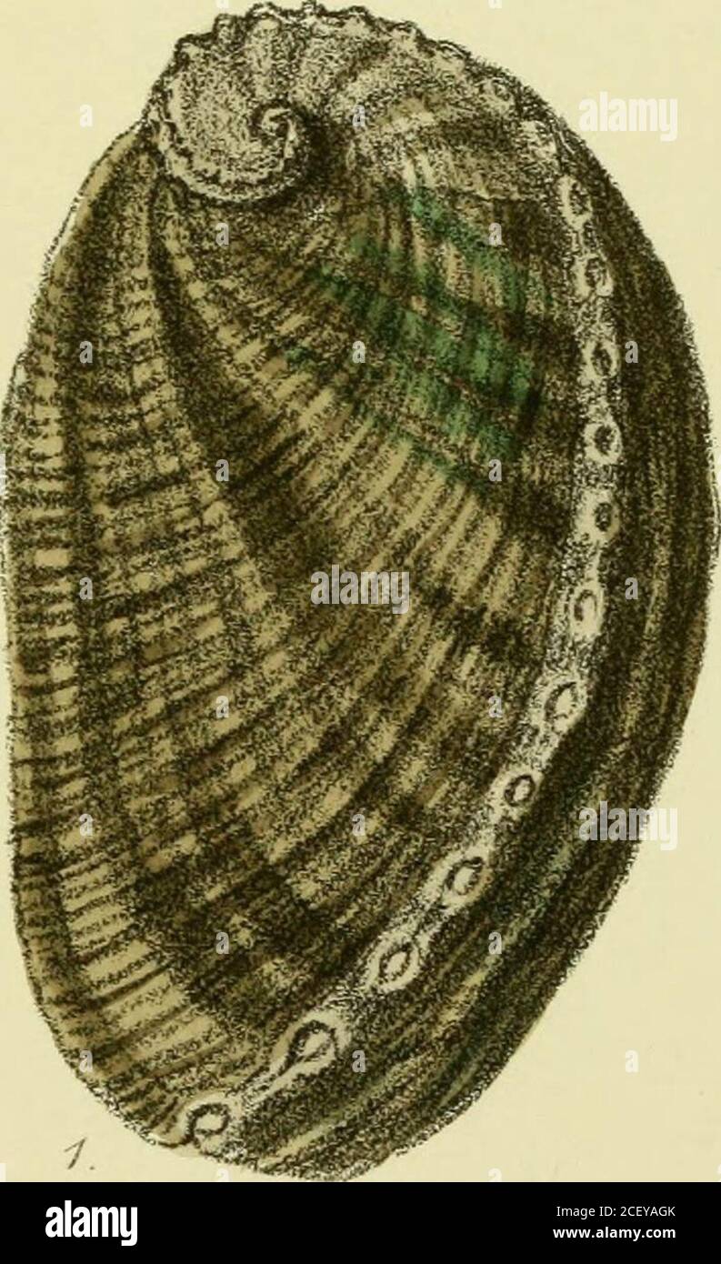Edible mollusca of great britain hi-res stock photography and images ...