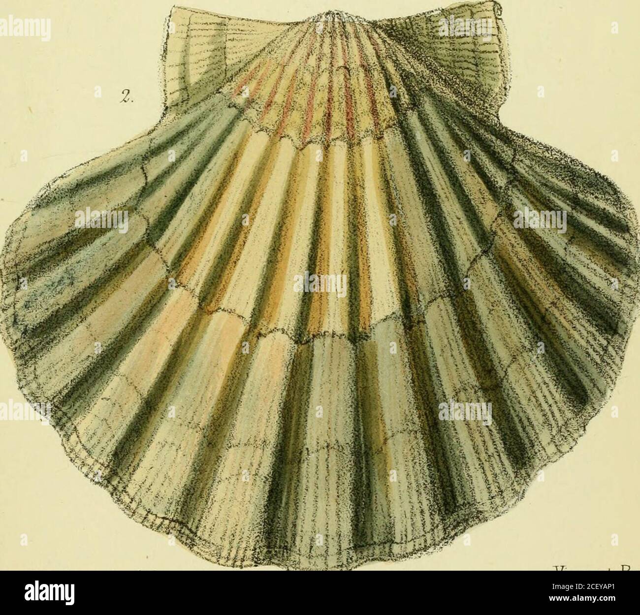 . The edible Mollusca of Great Britain and Ireland. With recipes for ...