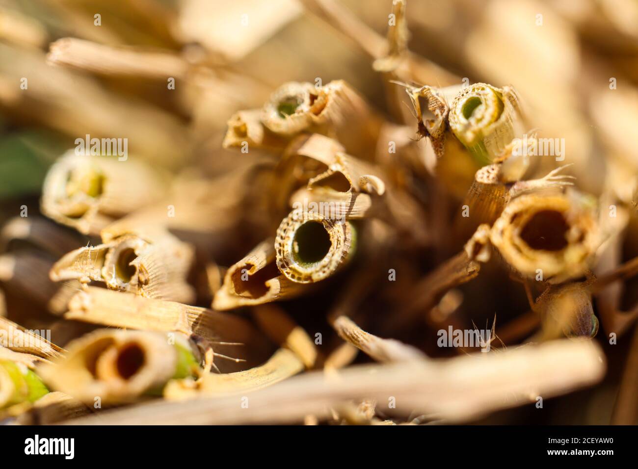Hollow green stems hi-res stock photography and images - Alamy