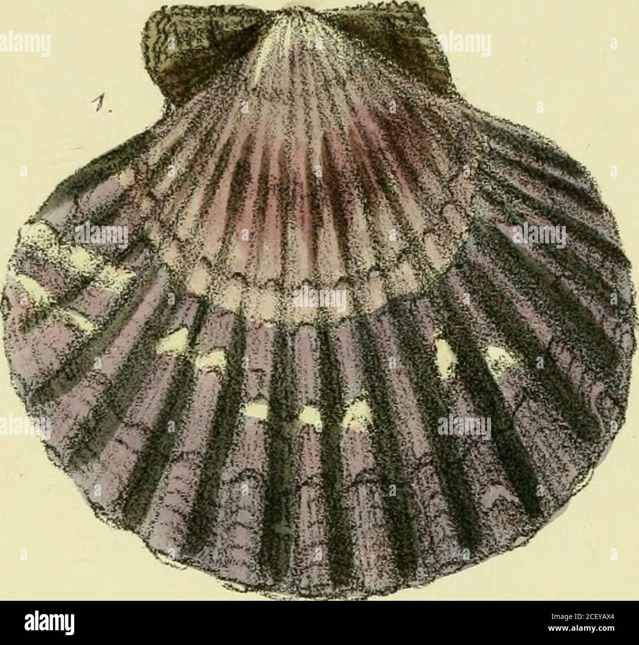 . The edible Mollusca of Great Britain and Ireland. With recipes for ...