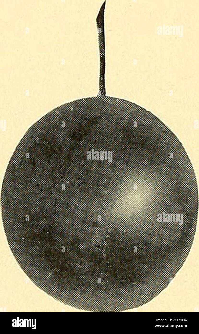 . [Fruit culture]. or, and is an excellent market plum. 44. The Satsuma ...