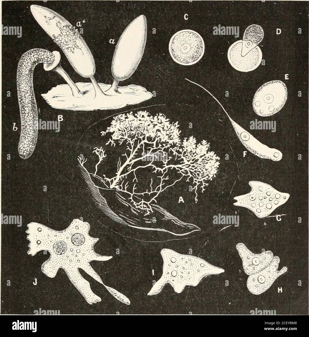 Bacteria conjugation hi-res stock photography and images - Alamy