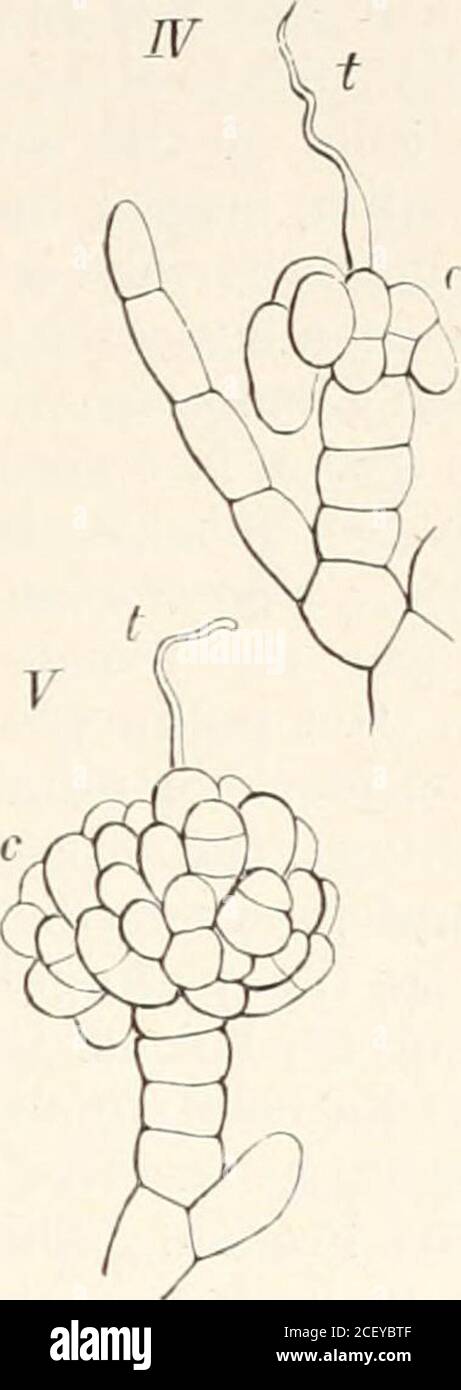 . The microscope and its revelations. FIG. 473.—Nemalion multifidum : I ...