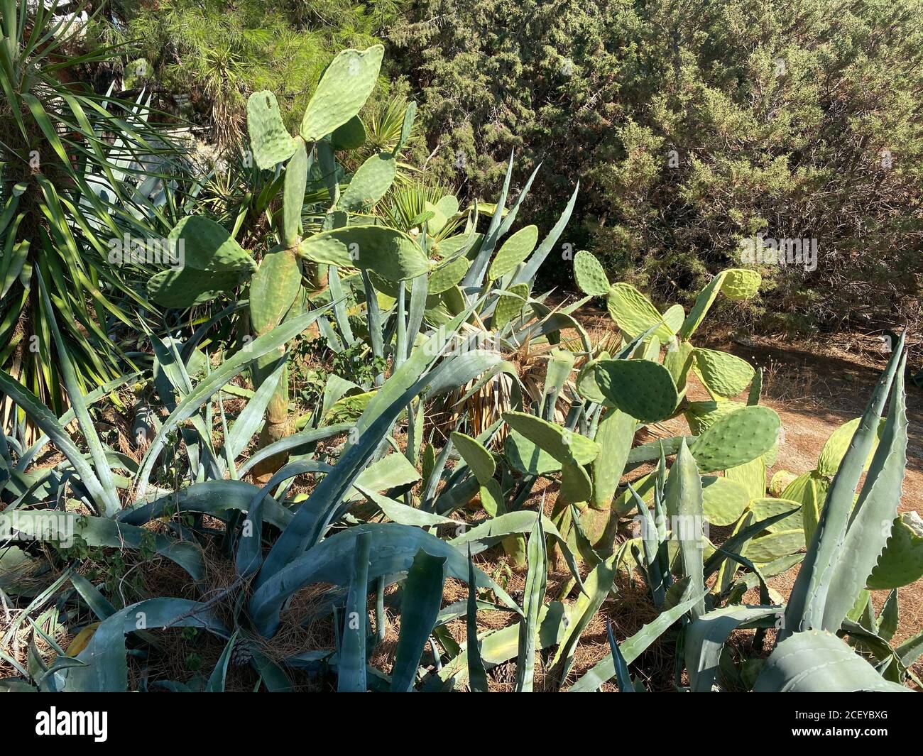 front view branch of flowers Stock Photo - Alamy