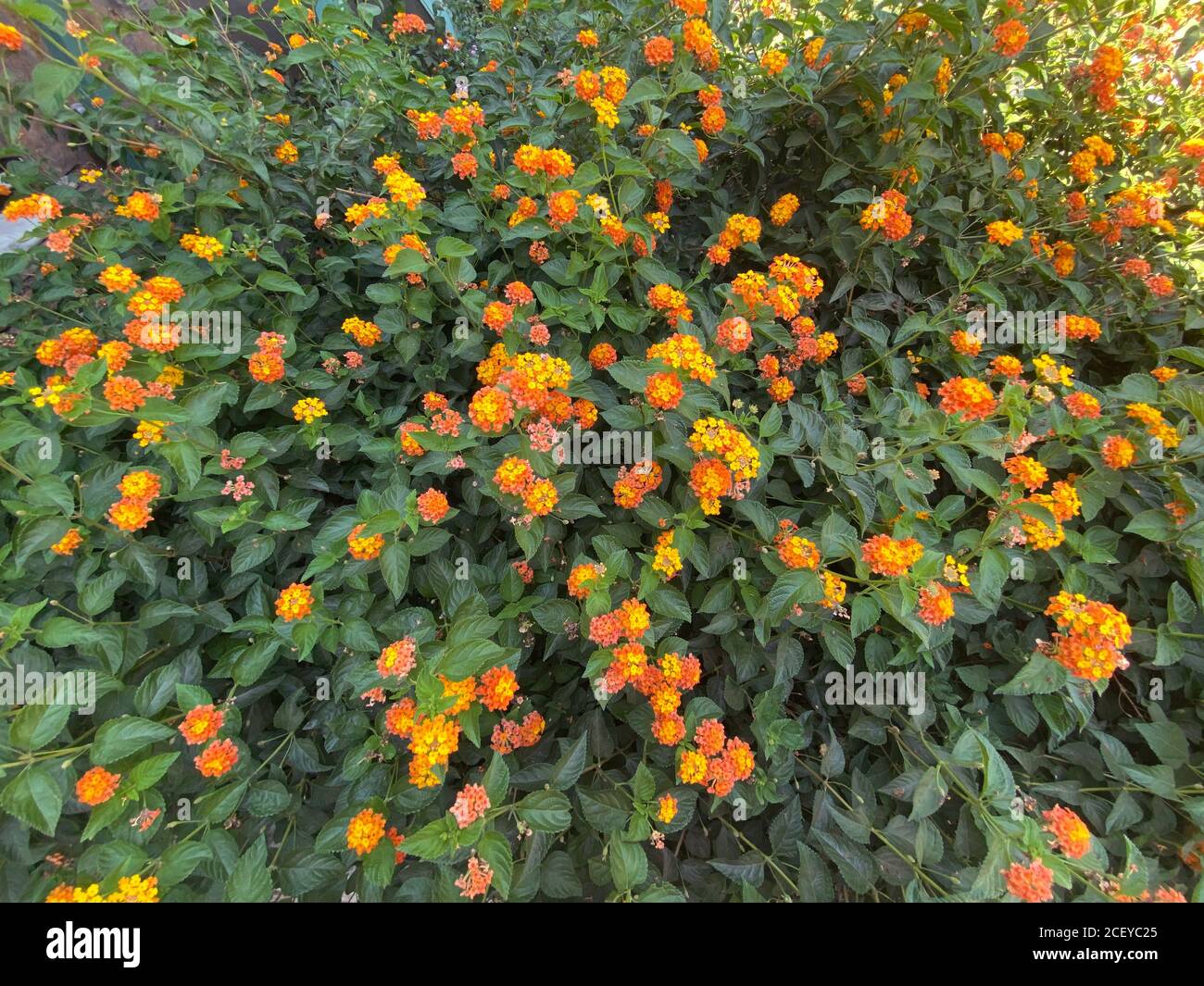 front view branch of flowers Stock Photo - Alamy