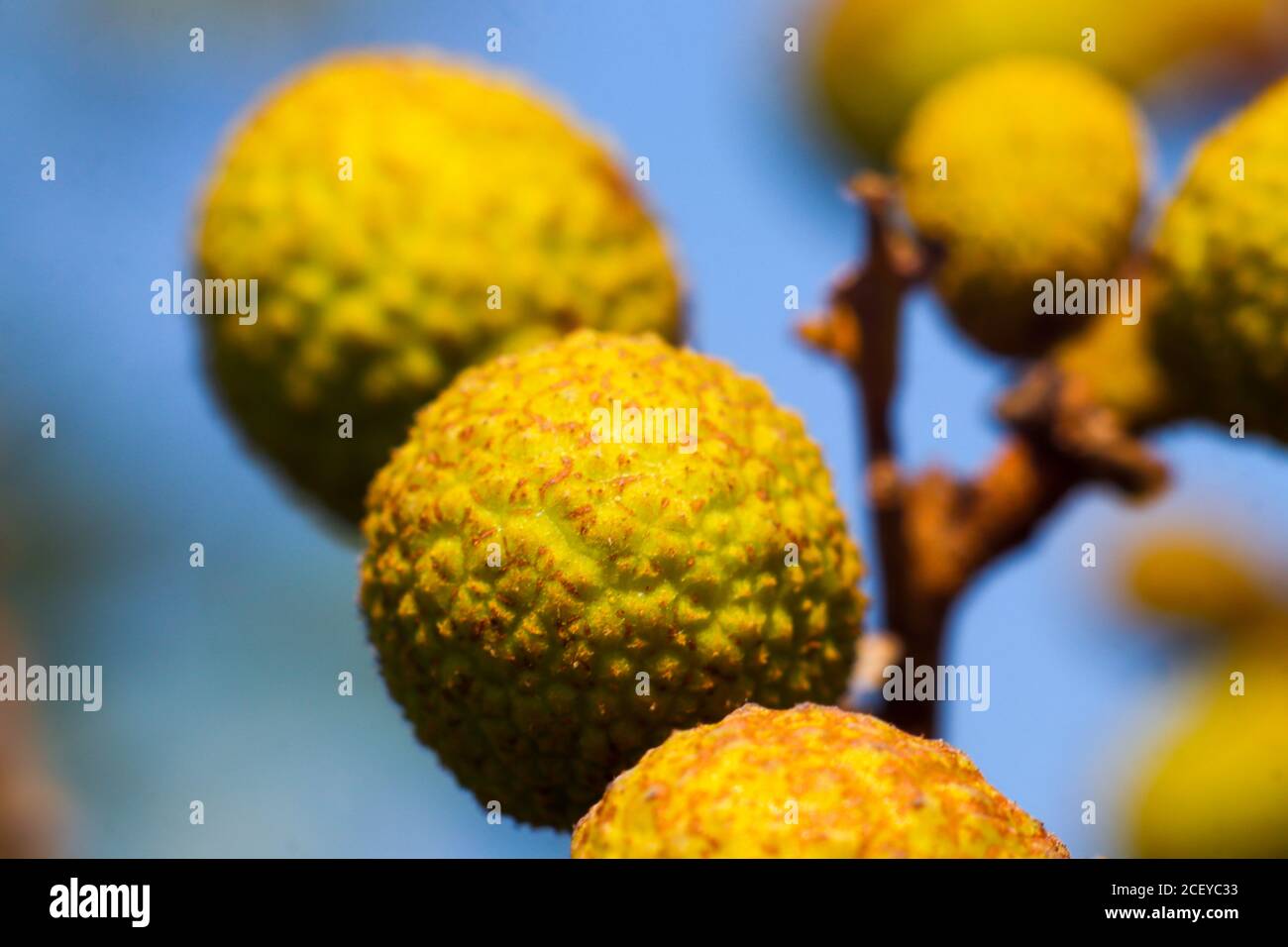 Longan fruit with textured skin Stock Photo - Alamy