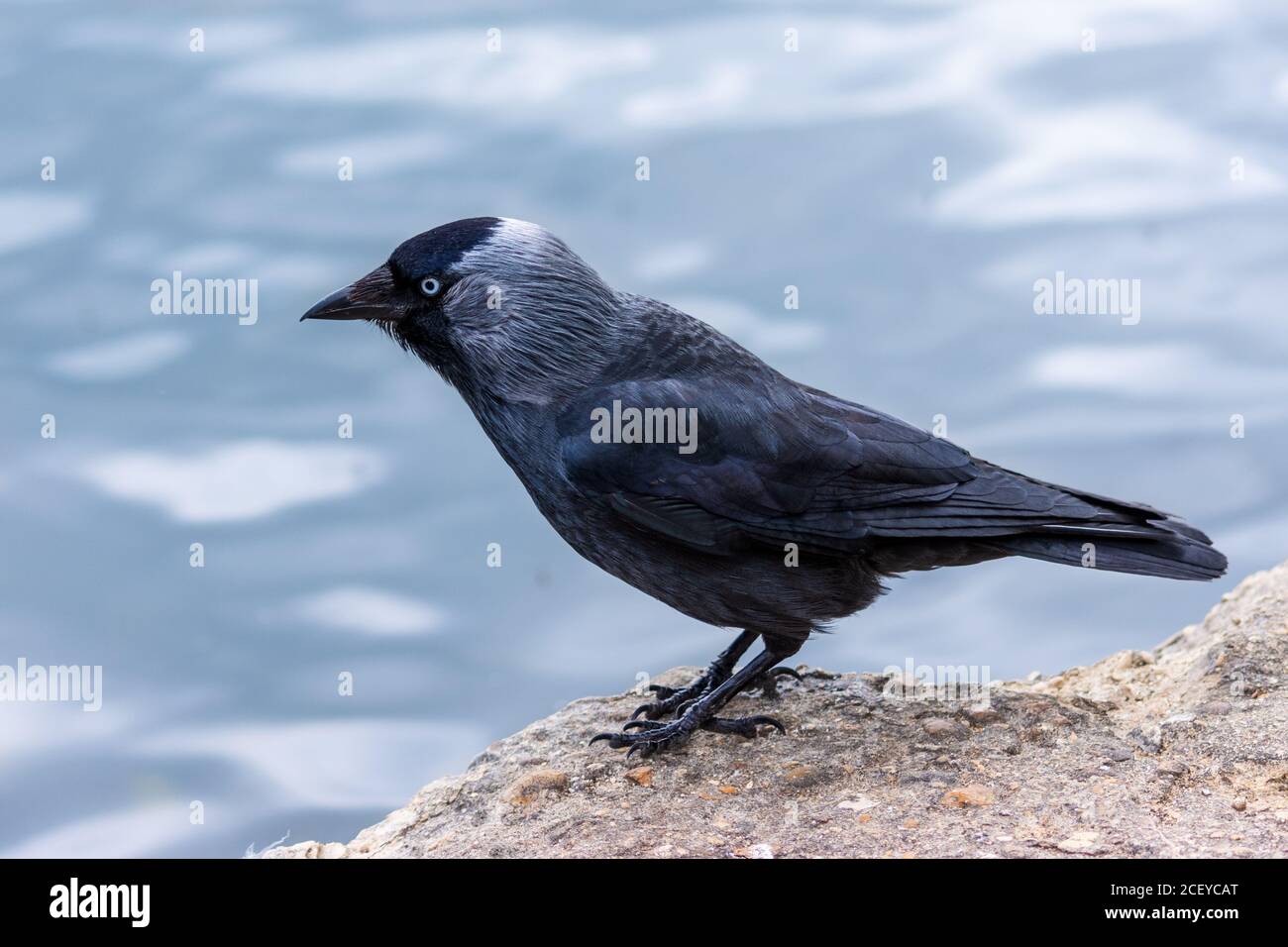 Spermologus hi-res stock photography and images - Alamy