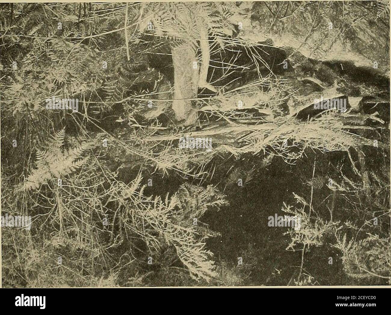 Broad spreading roots hi-res stock photography and images - Alamy