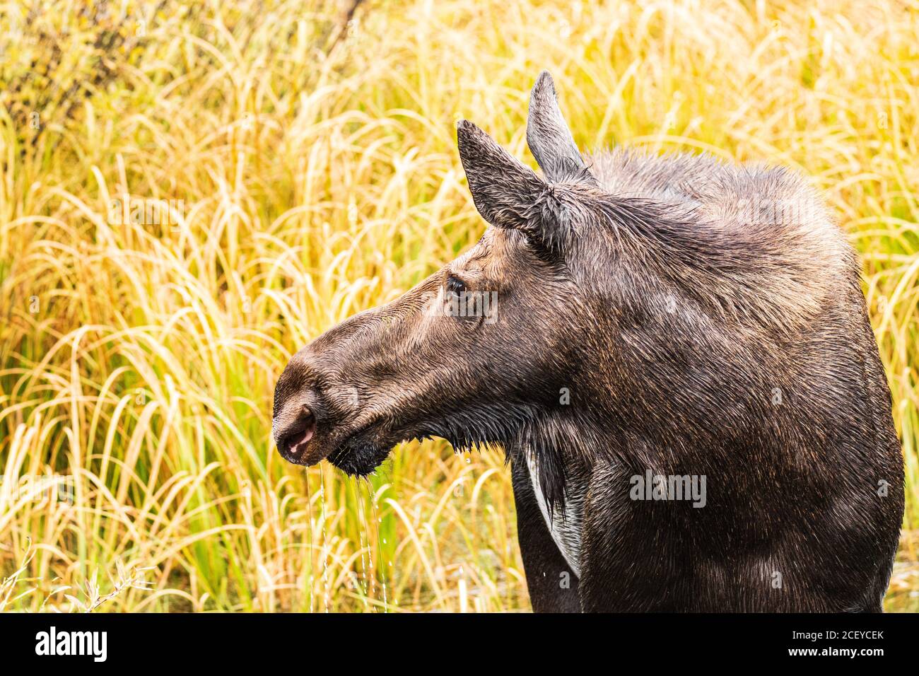 Closeup of an alert female Moose looking left with golden grass behind ...