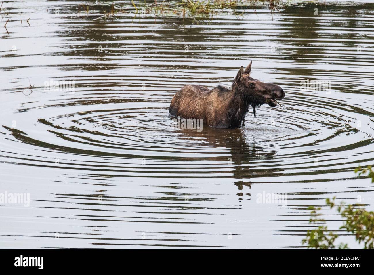 Moose in water hi-res stock photography and images - Alamy