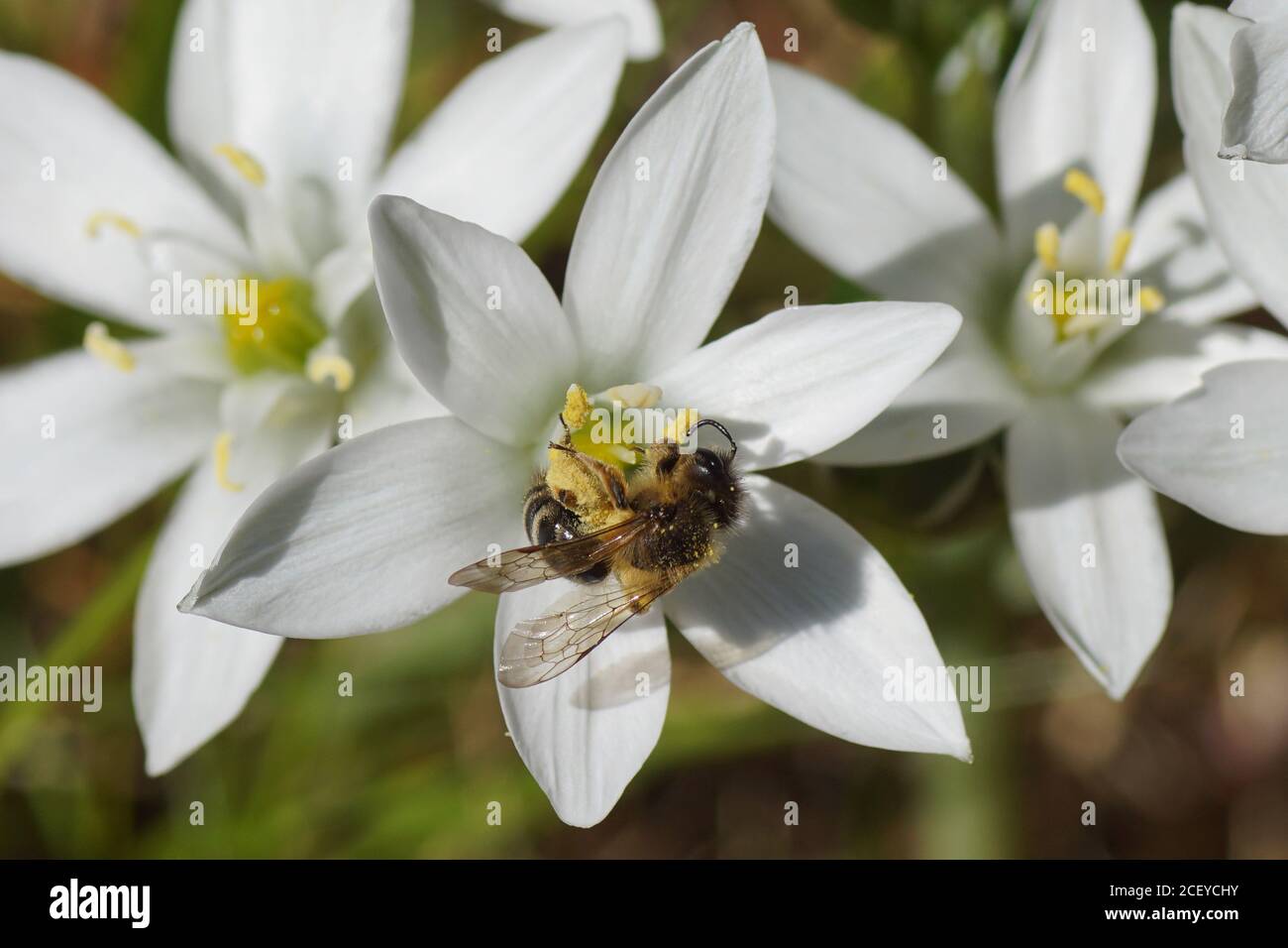 Andrena flavipes, Yellow-legged Mining Bee, family Apidae. On flowers ...