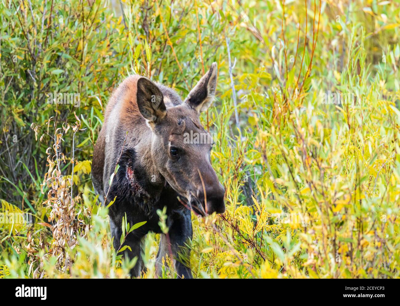 Animal moose hi-res stock photography and images - Alamy