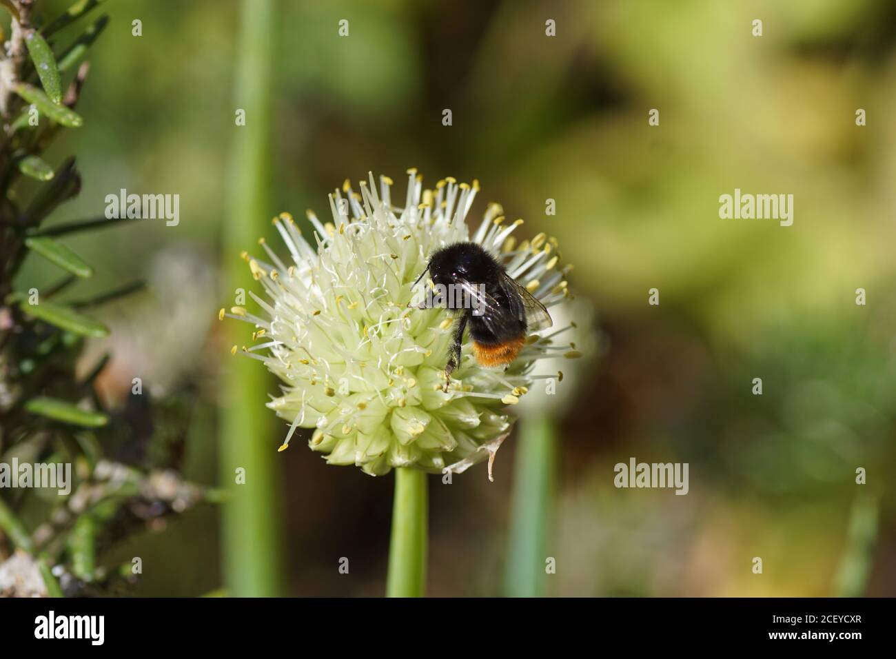 Red-tailed bumblebee (Bombus lapidarius), family Apidae on pale flowers ...