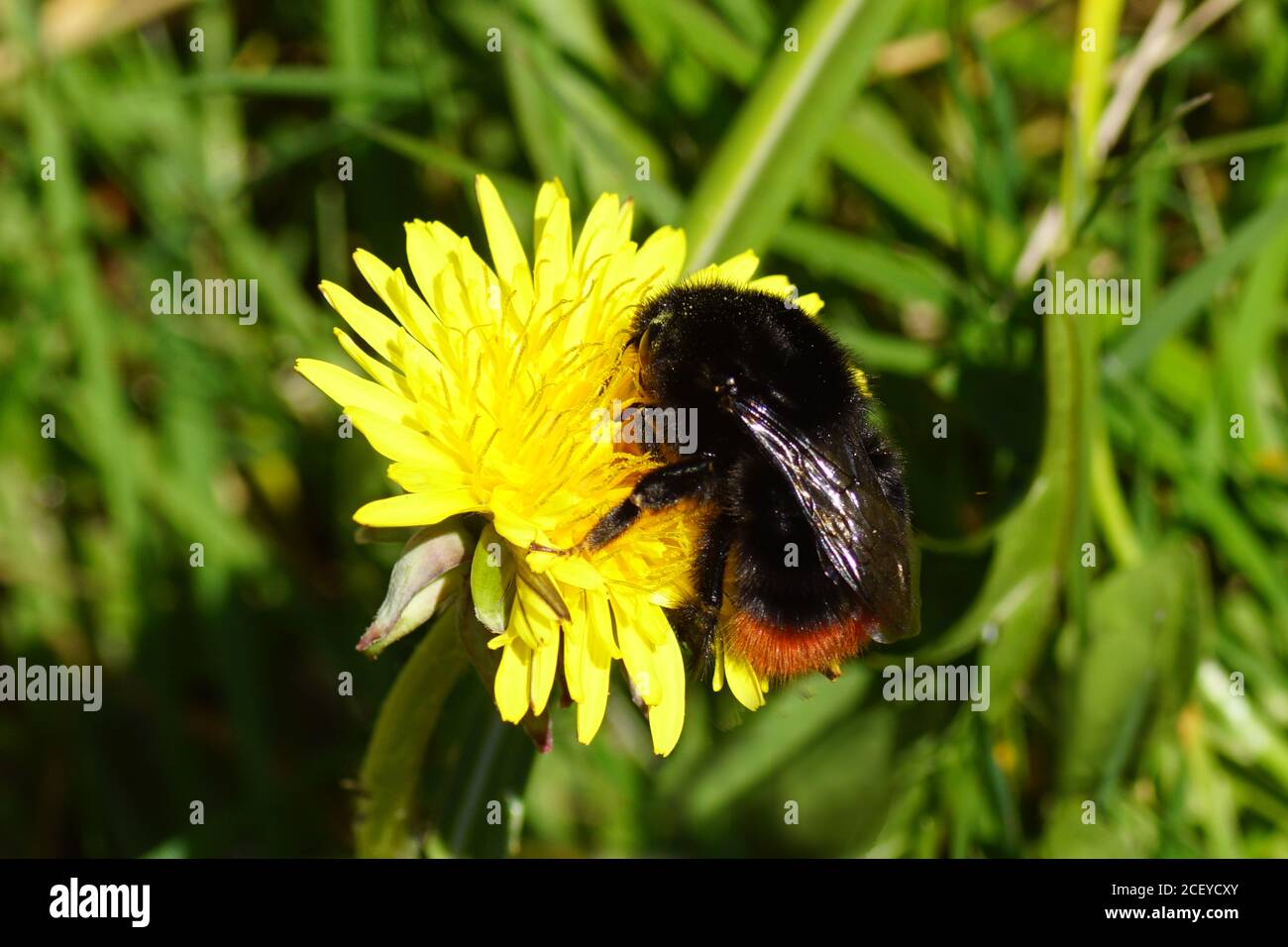 Red-tailed bumblebee (Bombus lapidarius), family Apidae on the flower ...