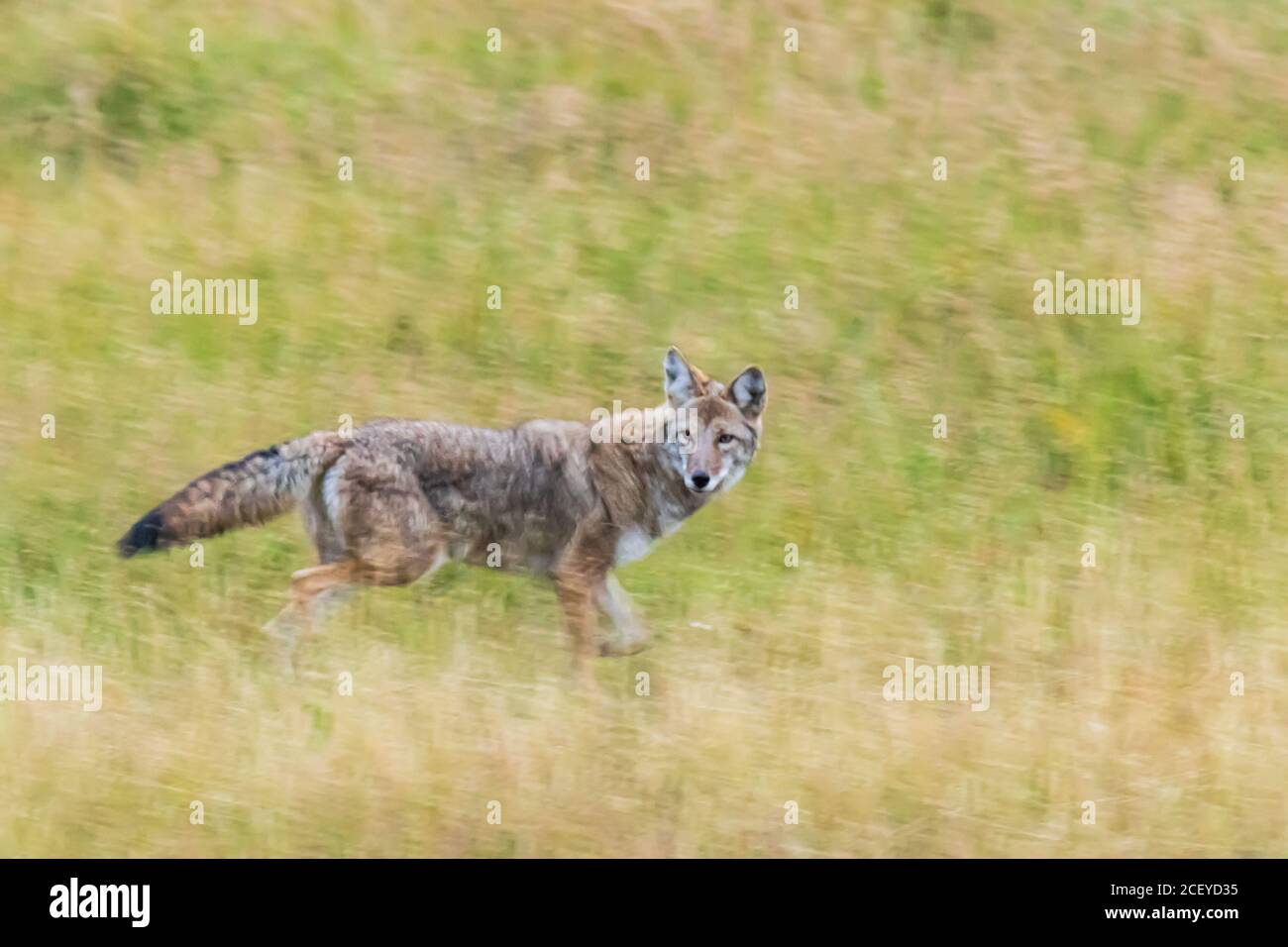 Side view of coyote looking toward the camera in blurred motion running ...