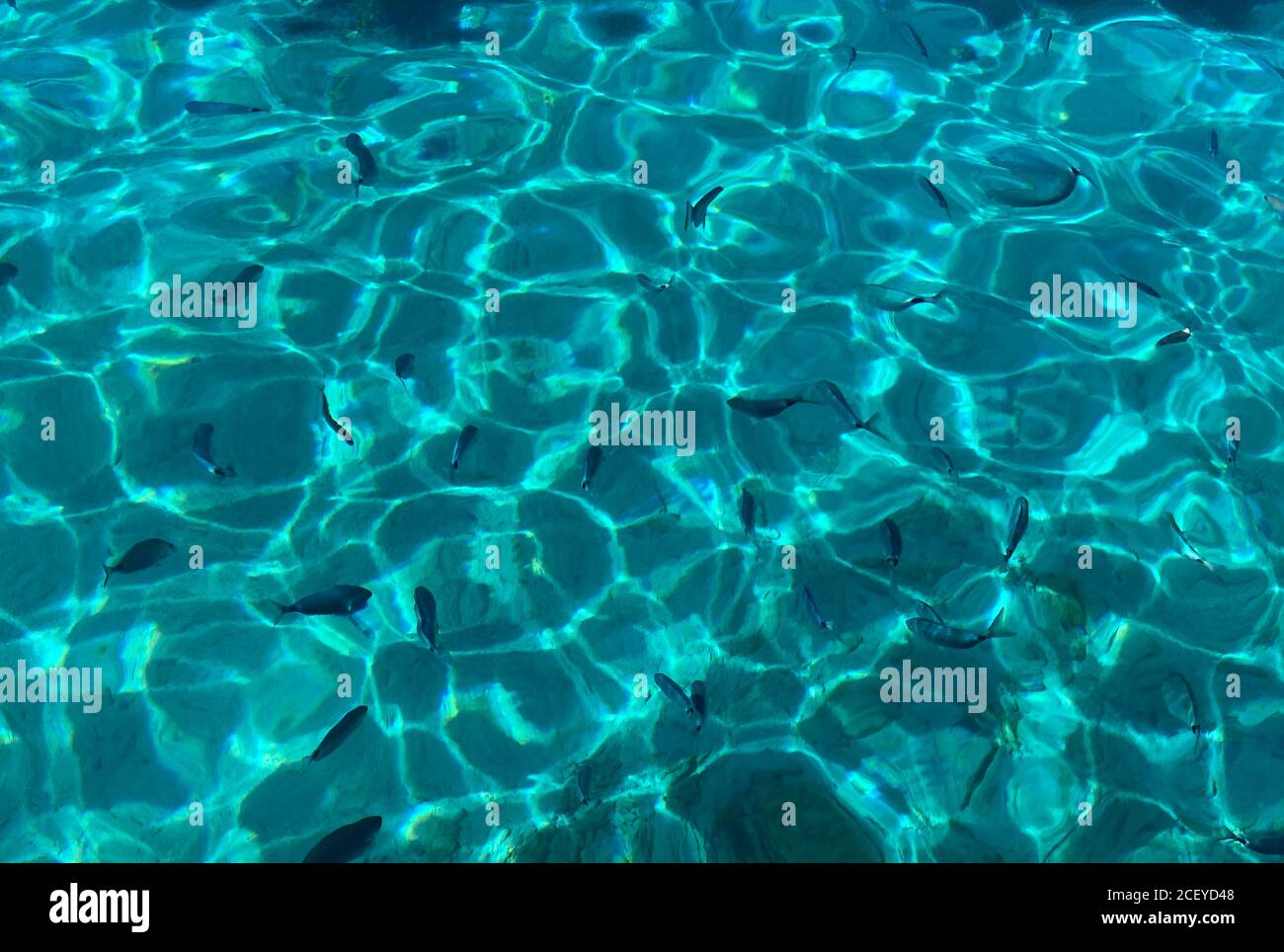 Top view fish in the sea Stock Photo - Alamy
