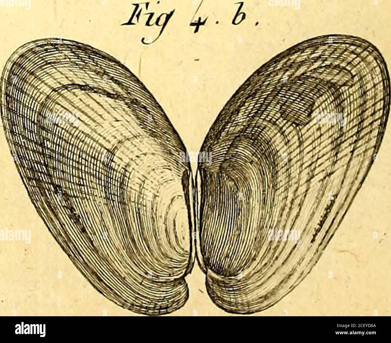 . Tableau encyclopédique et méthodique des trois règnes de la nature ...