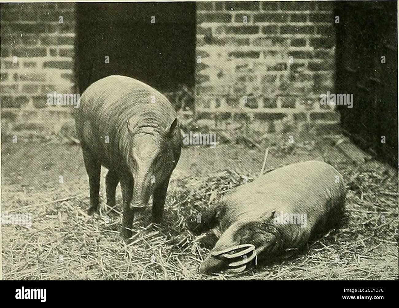 Curved horns extend hi-res stock photography and images - Alamy