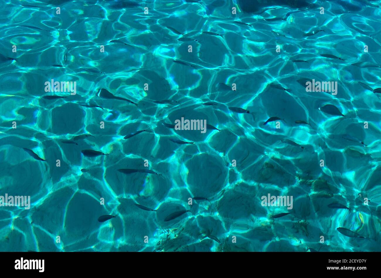 Top view fish in the sea Stock Photo - Alamy