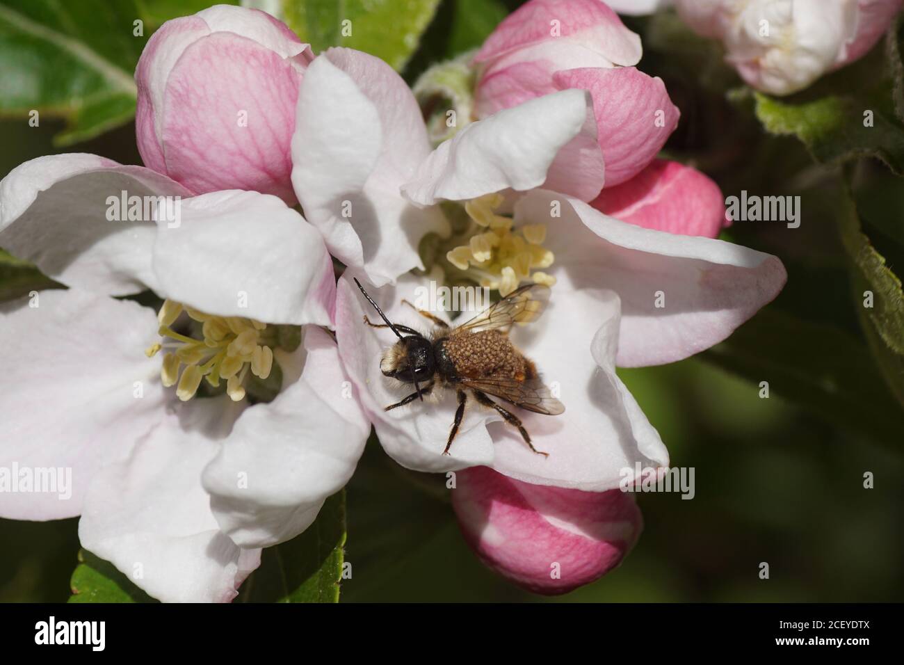 Pollen Mites High Resolution Stock Photography and Images - Alamy