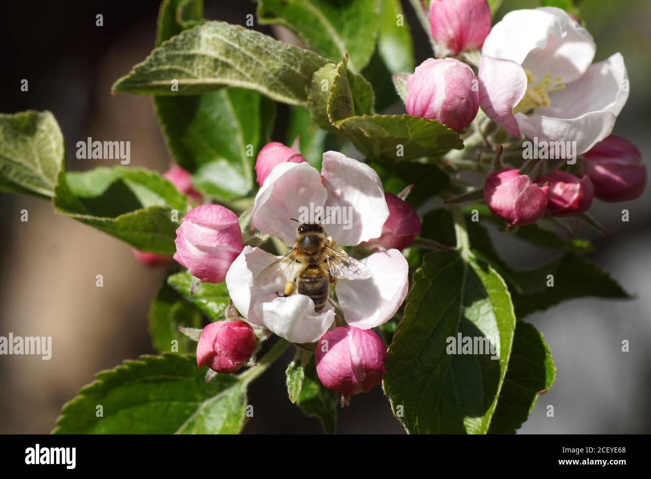 Western honey bee or European honey bee (Apis mellifera) of the family ...