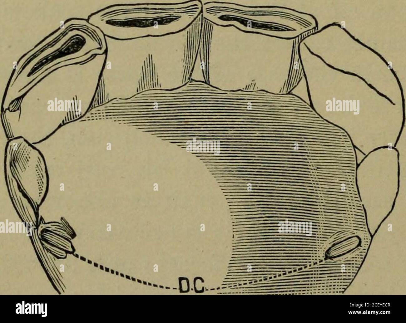 Deciduous teeth tush hi-res stock photography and images - Alamy
